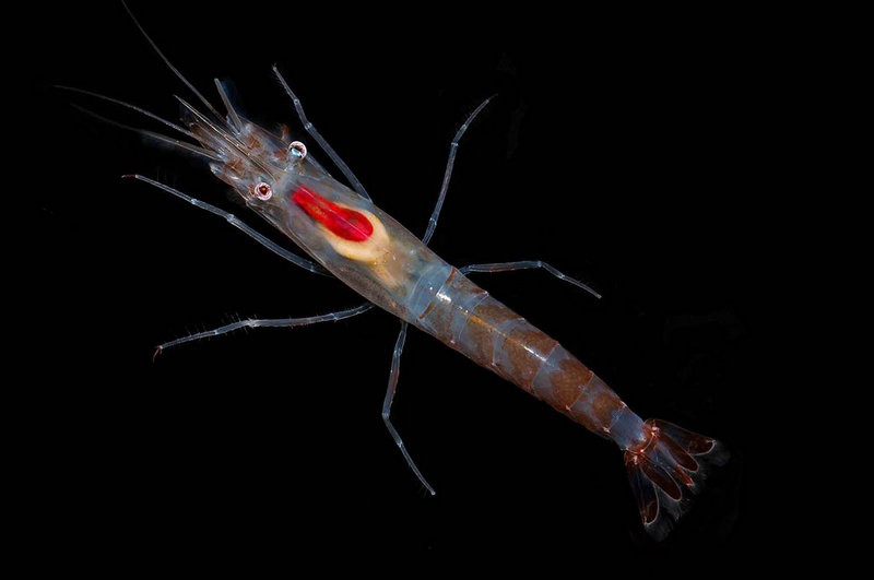 Rakovi-Jadrana-4-Chlorotocus-crassicornis-Može-se-uloviti-kočom-na ...